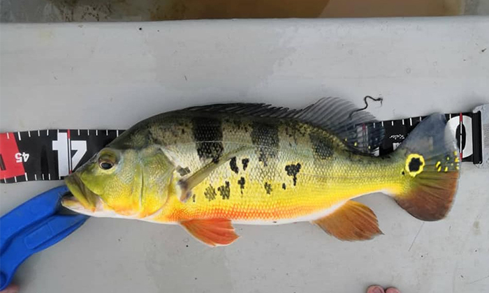 Kenali Si Raja Merak Air Tawar - Umpan