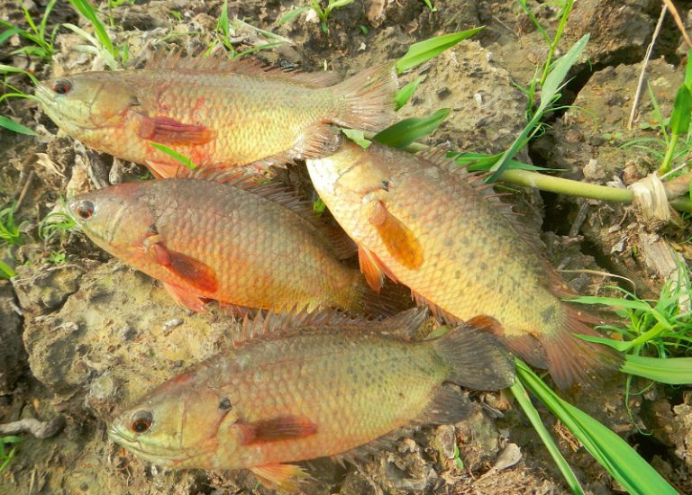 Jom Kenal Ikan Karuk - Ikan Air Tawar Paling Lasak
