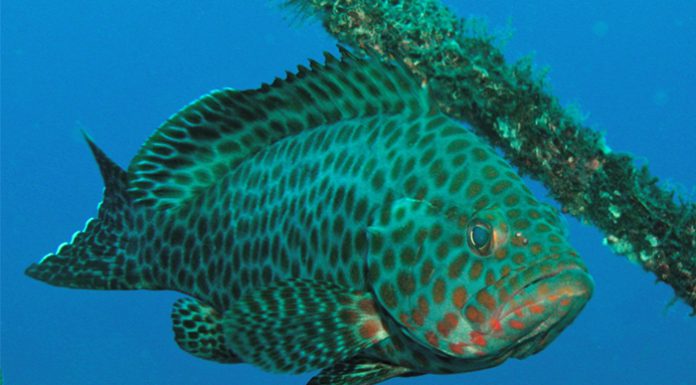 Info spesies: Keluarga ikan bayan / ketarap!! - Umpan