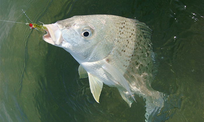 Kenali Keluarga Besar Spesies Gegerut - Umpan