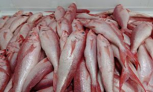 Habitat & Tabiat Spesies Ruby Snapper!! - Umpan