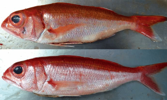 Habitat & Tabiat Spesies Ruby Snapper - Umpan