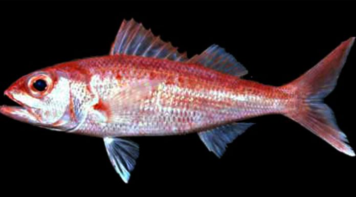 Habitat & Tabiat Spesies Ruby Snapper!!