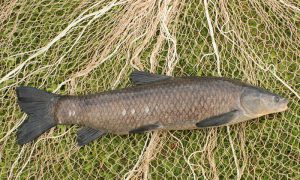 Spesies Ikan Tongsan Import Negara Kita - Umpan