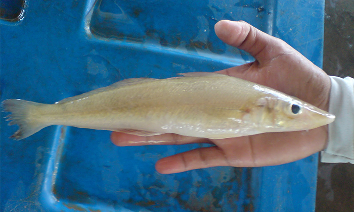 Kenali Spesies Ikan Bebulus - Umpan