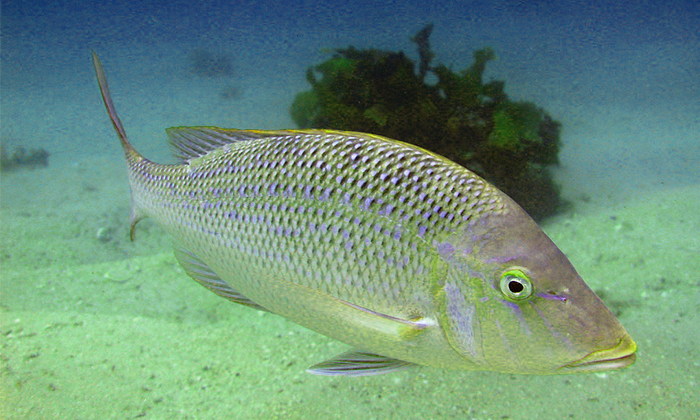 Kenali Ikan Ketambak - Umpan