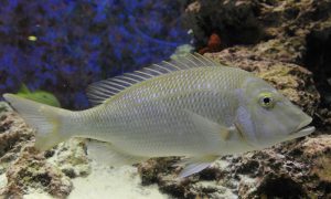 Kenali Ikan Ketambak - Umpan