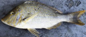 Kenali Ikan Ketambak - Umpan