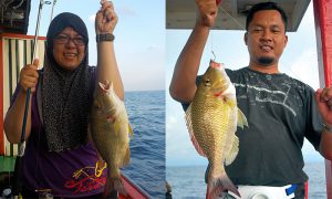 Panduan Mengail Ikan Ketambak!! - Umpan