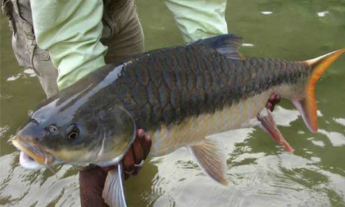 Spesies Mahseer Dari India - Umpan