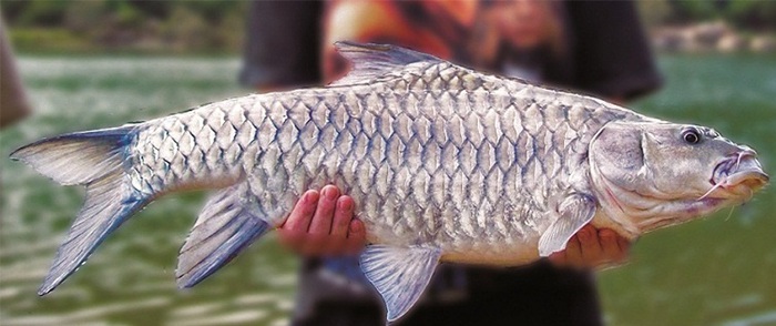 Spesies Mahseer Dari India - Umpan