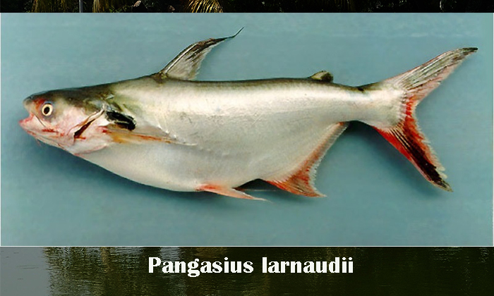 Famili Spesies Ikan Patin Asia - Umpan