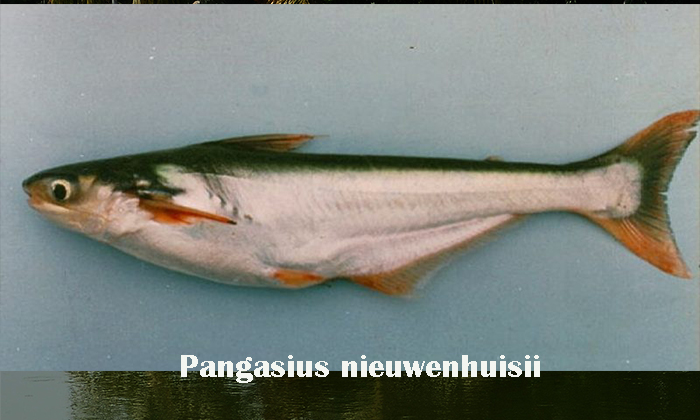 Famili Spesies Ikan Patin Asia - Umpan