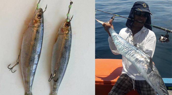 Cara Persembahan Umpan Mati Memancing Tenggiri!!