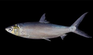 Mengenal Profil Ikan Susu!!