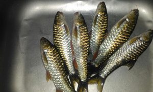 Mengenal Perbezaan Ikan Tengas Dan Kelah!!