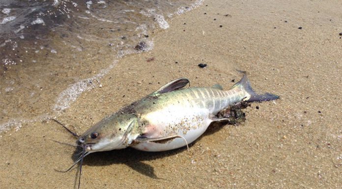 Mengenal Sifat & Tabiat Ikan Belukang!!