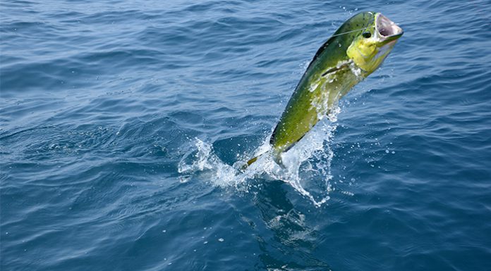 Profil Ringkas Spesies Belitong!!