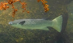 Mengenal Sifat & Tabiat Ikan Tamok - Umpan