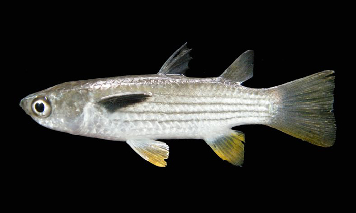 Mengenal Sifat & Tabiat Ikan Tamok - Umpan