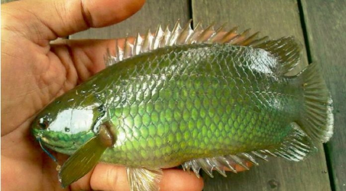 Korang Tanya Umpan Jawab – Cara mengenal ikan puyu??