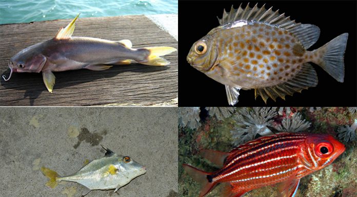 Ikan Laut Yang Bersirip Tajam & Duri Berbisa (part 2) - Umpan