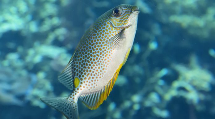 Kenali 4 Jenis Ikan Tongsan Popular - Umpan