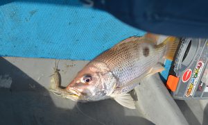 Panduan Mengenal Lubuk & Waktu Aktif Ikan Jenahak - Umpan