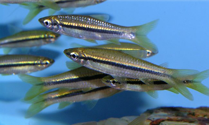 Keluarga Besar Ikan Seluang - Umpan