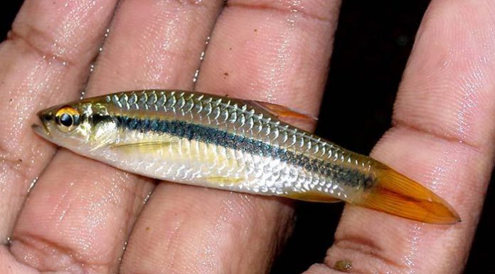 Kenali Spesies Ikan Seluang Tempatan!!