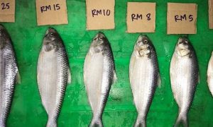 Cara Mengenali Ikan Terubuk Asli Sarawak!!