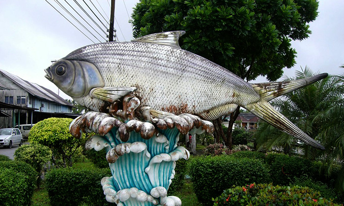 Mengenal Spesies Ikan Terubuk - Umpan