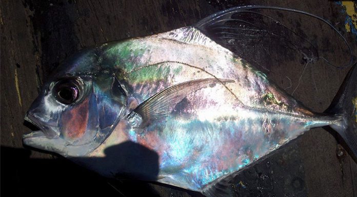 10 Spesies Ikan Yu Yang Menakjubkan!! - Umpan