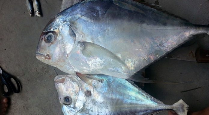 Cara Membezakan Dua Jenis Ikan Ebek!!