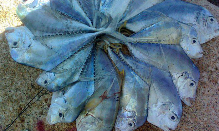 Cara Membezakan Dua Jenis Ikan Ebek - Umpan