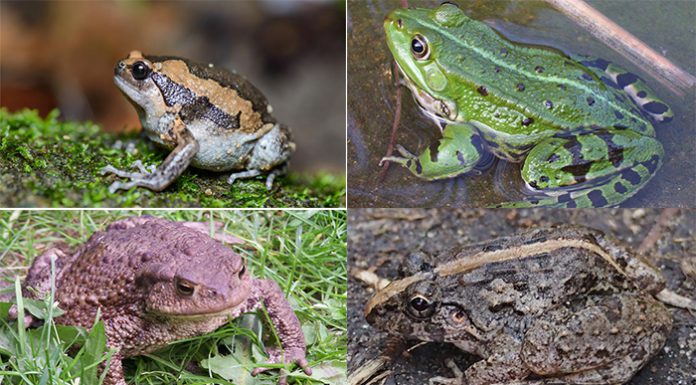 4 Jenis Katak Popular!!