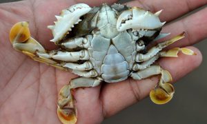 Mengenal Habitat, Tabiat Dan Cara Menangkap Ketam Ragi!!