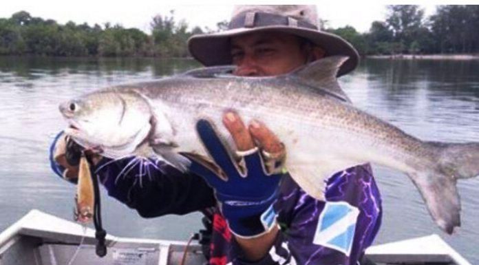Cara Tepat Casting Ikan Senangin Di Muka Kuala!!