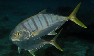 Mengenal Profil Ikan Gerong Belang!!