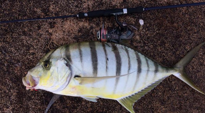 Mengenal Profil Ikan Gerong Belang!!