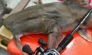 Mengenali Spesies Unik Ikan Kenerak!!