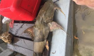 Mengenali Spesies Unik Ikan Kenerak!! - Umpan