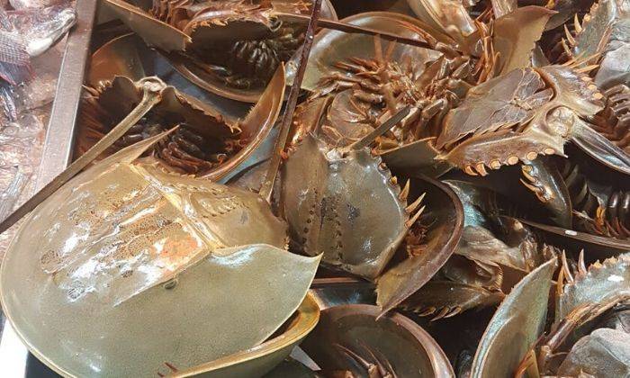 Mengenal Spesies Belangkas Yang Penuh Keunikan - Umpan