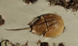 Mengenal Spesies Belangkas Yang Penuh Keunikan!!