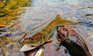 Mengenal Spesies Trout Made In Malaysia!!