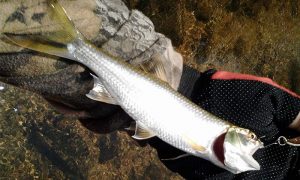 Mengenal Spesies Trout Made In Malaysia!!