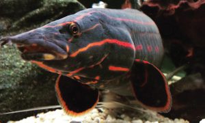 Mengenali Spesies Ikan Tilan Paling Membara - Umpan