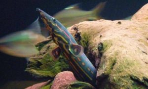 Mengenali Spesies Ikan Tilan Paling Membara!!