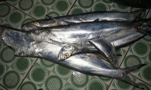 9 Jenis Umpan Ikan Terbaik Di Laut - Umpan