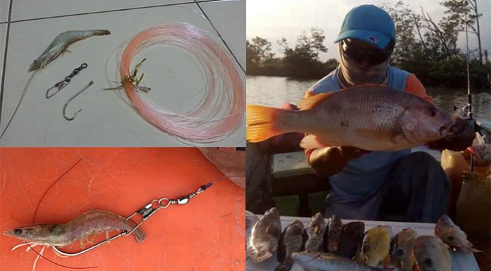 Ketahui Cara Memilih Jenis Perambut Yang Betul - Umpan